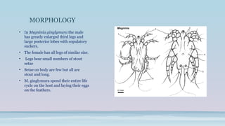 OTOBIUS SP., LIPEURUS SP., AMBLYOMMA SP. AND MEGNINIA in animals | PPTX