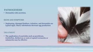 OTOBIUS SP., LIPEURUS SP., AMBLYOMMA SP. AND MEGNINIA in animals | PPTX