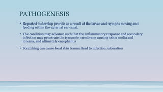OTOBIUS SP., LIPEURUS SP., AMBLYOMMA SP. AND MEGNINIA in animals | PPTX