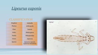 OTOBIUS SP., LIPEURUS SP., AMBLYOMMA SP. AND MEGNINIA in animals | PPTX