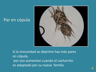 Otodectes cynotis | PPTX