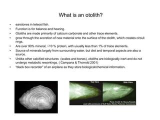 Otolith2 | PPTX