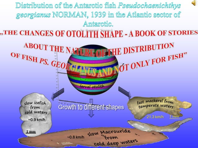 Otolith shape icefish | PPTX