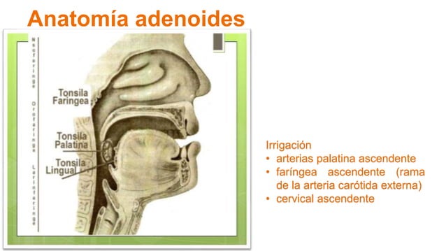 Amigdalectomia & Adenoidectomia | PPTX