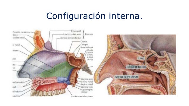 Otorrinolaringología Patologias de la Nariz