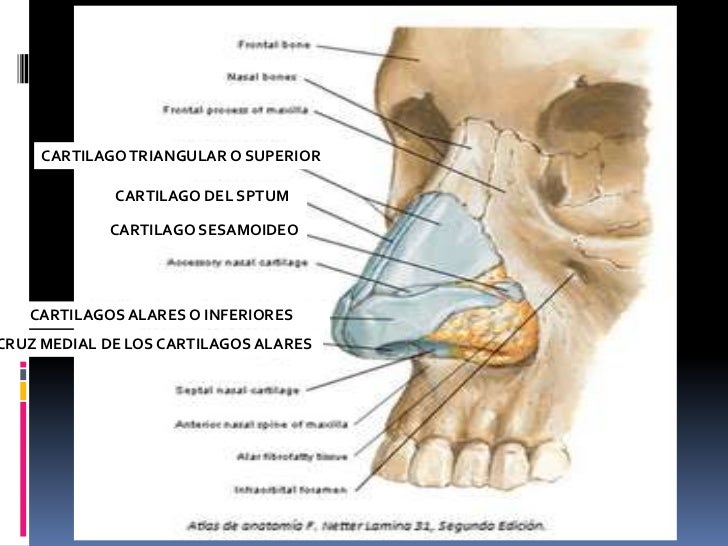 Otorrinoralingologia