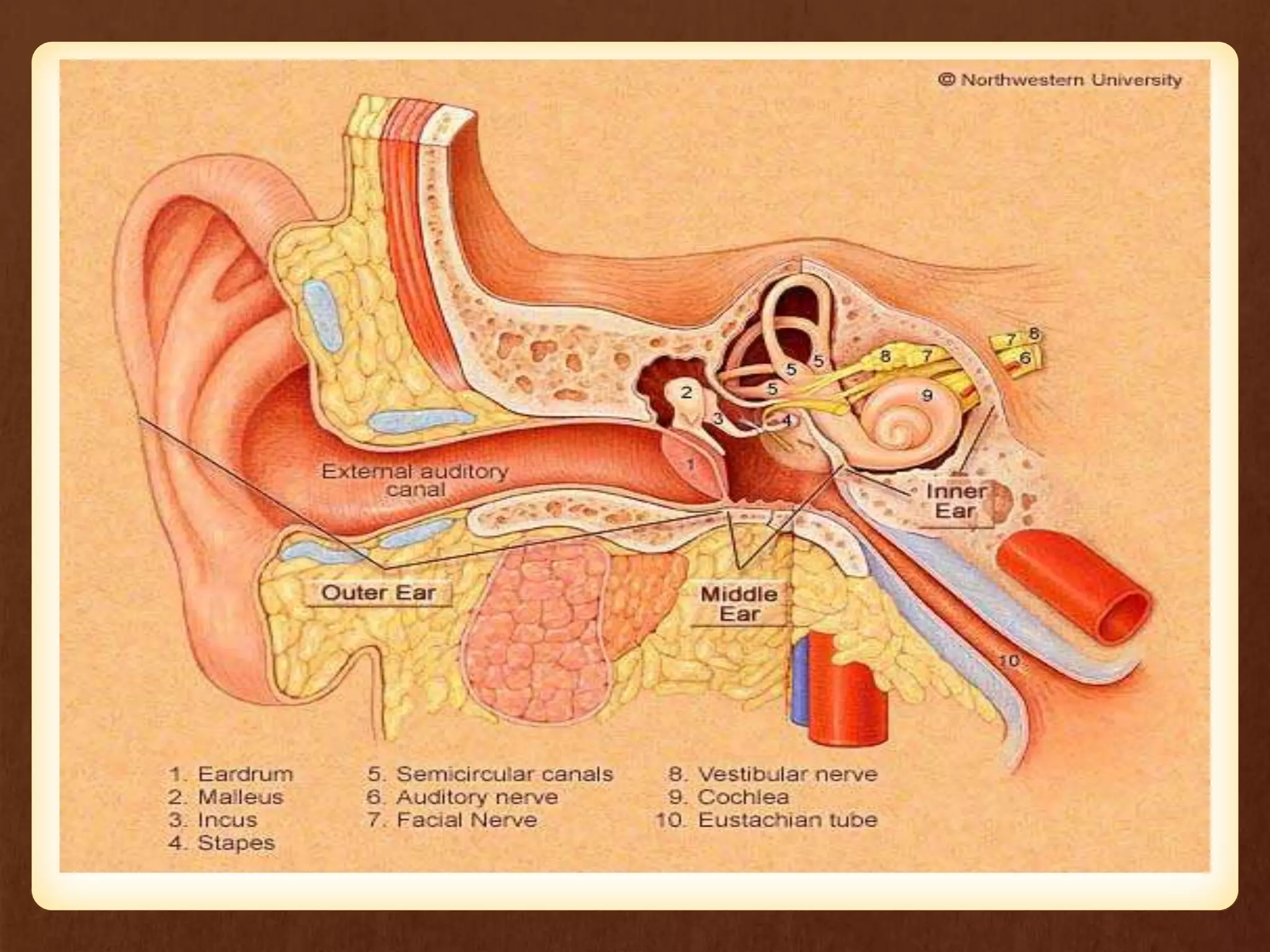 Otosclerosis | PPT