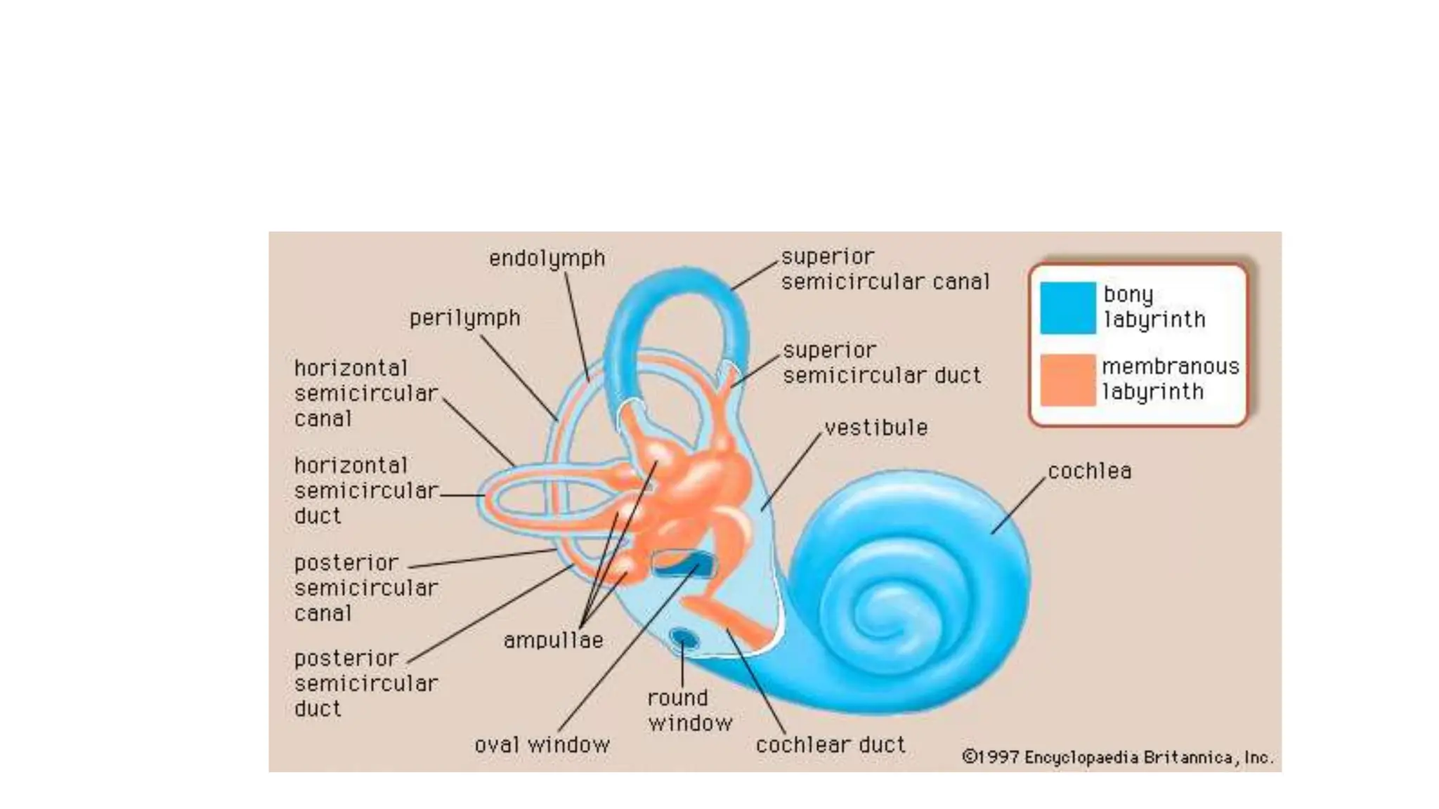 OTOSCLEROSIS in ear nose and throat .pptx