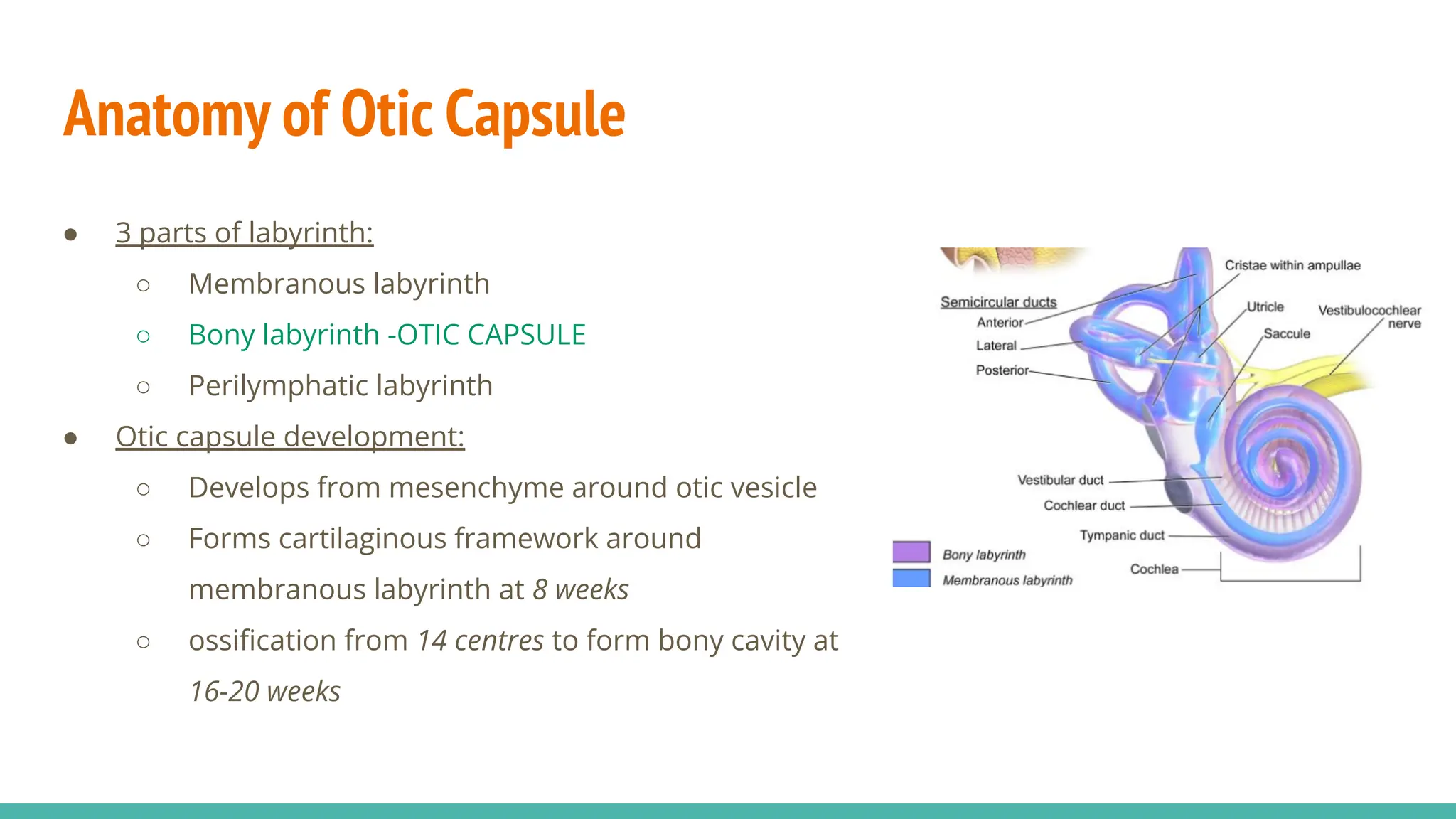 Clinical features, investigation, and management of Otosclerosis | PDF