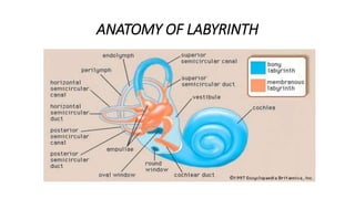Otosclerosis | PPT | Free Download