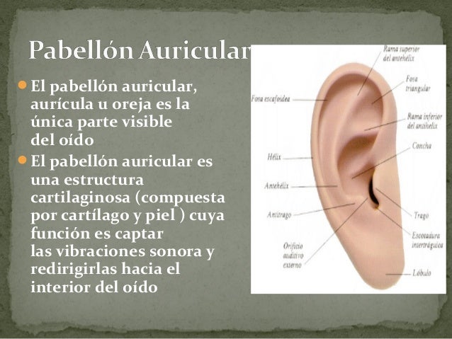 Otoscopia