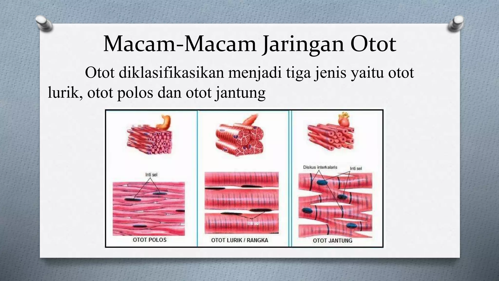 Jaringan Otot | PPTX