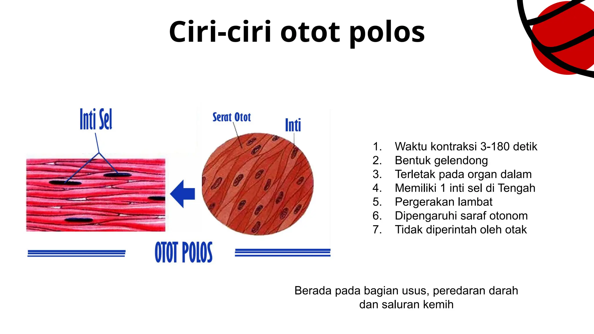 otot manusia ilmu pengetahuan alam dan sosial kelas 6 sekolah dasar | PPTX