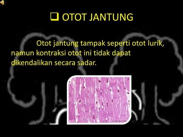 Otot jantung | PPTX