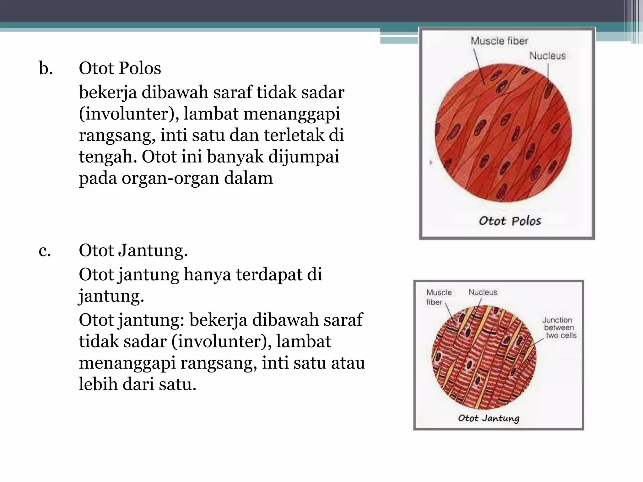 Otot manusia | PPTX