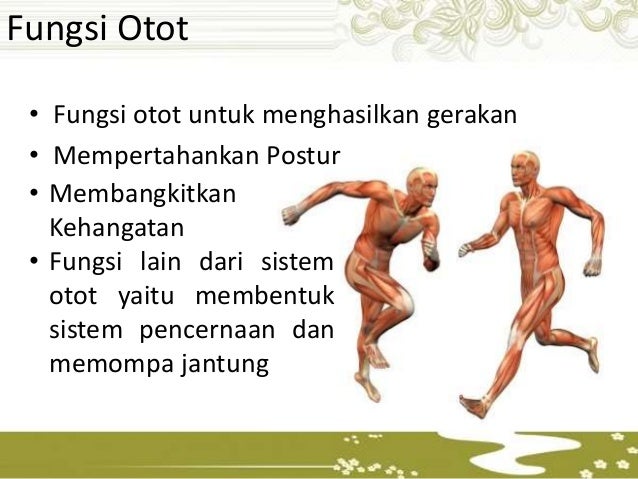 Mengenal Otot Manusia Fungsi Jenis Hingga Cara Kerja - vrogue.co Mengenal Otot Manusia Fungsi Jenis Hingga Cara Kerja - vrogue.co