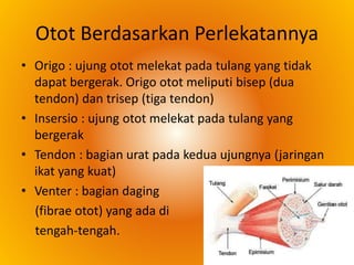 OTOT MANUSIA DAN GANGGUANNYA.pptx