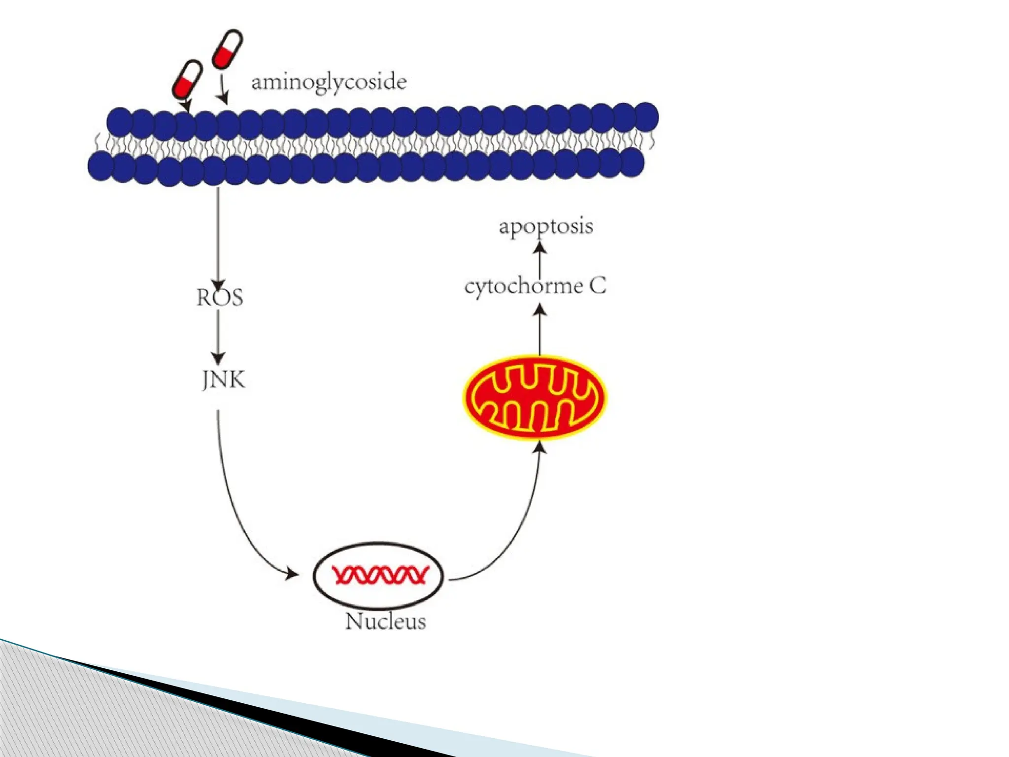 Ototoxicity and Sensory neural hearing loss | PPTX