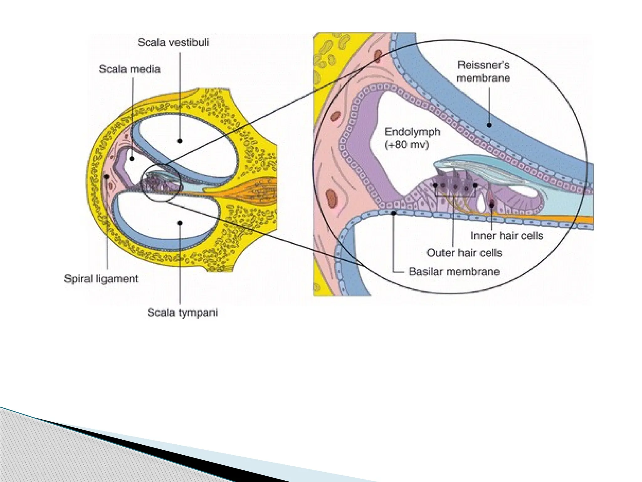 Ototoxicity and Sensory neural hearing loss | PPTX