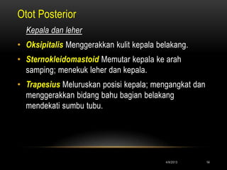 Otot rangka | PPTX