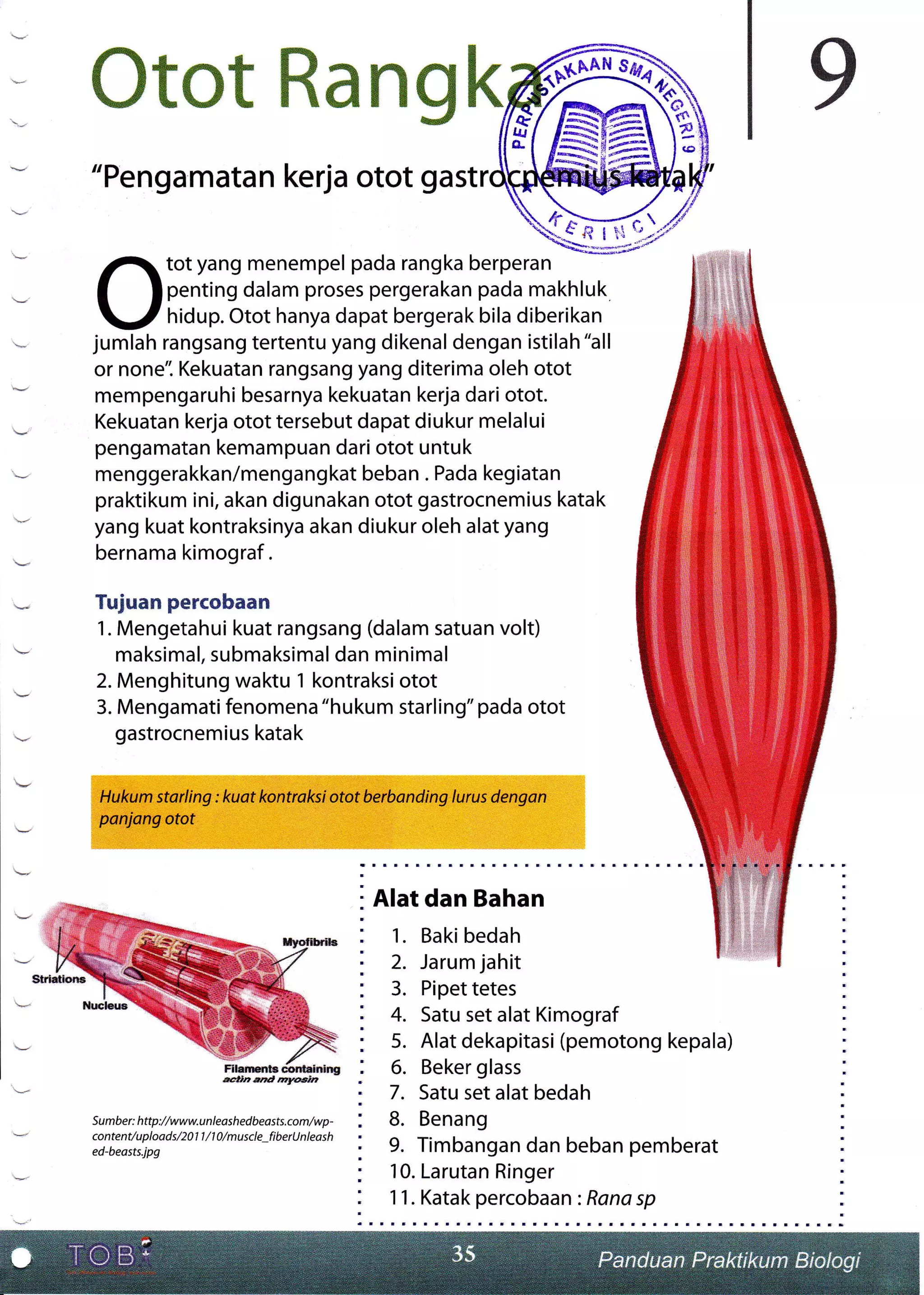Otot rangka | PDF
