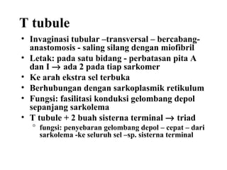 Ototrangka inter-04 | PPT