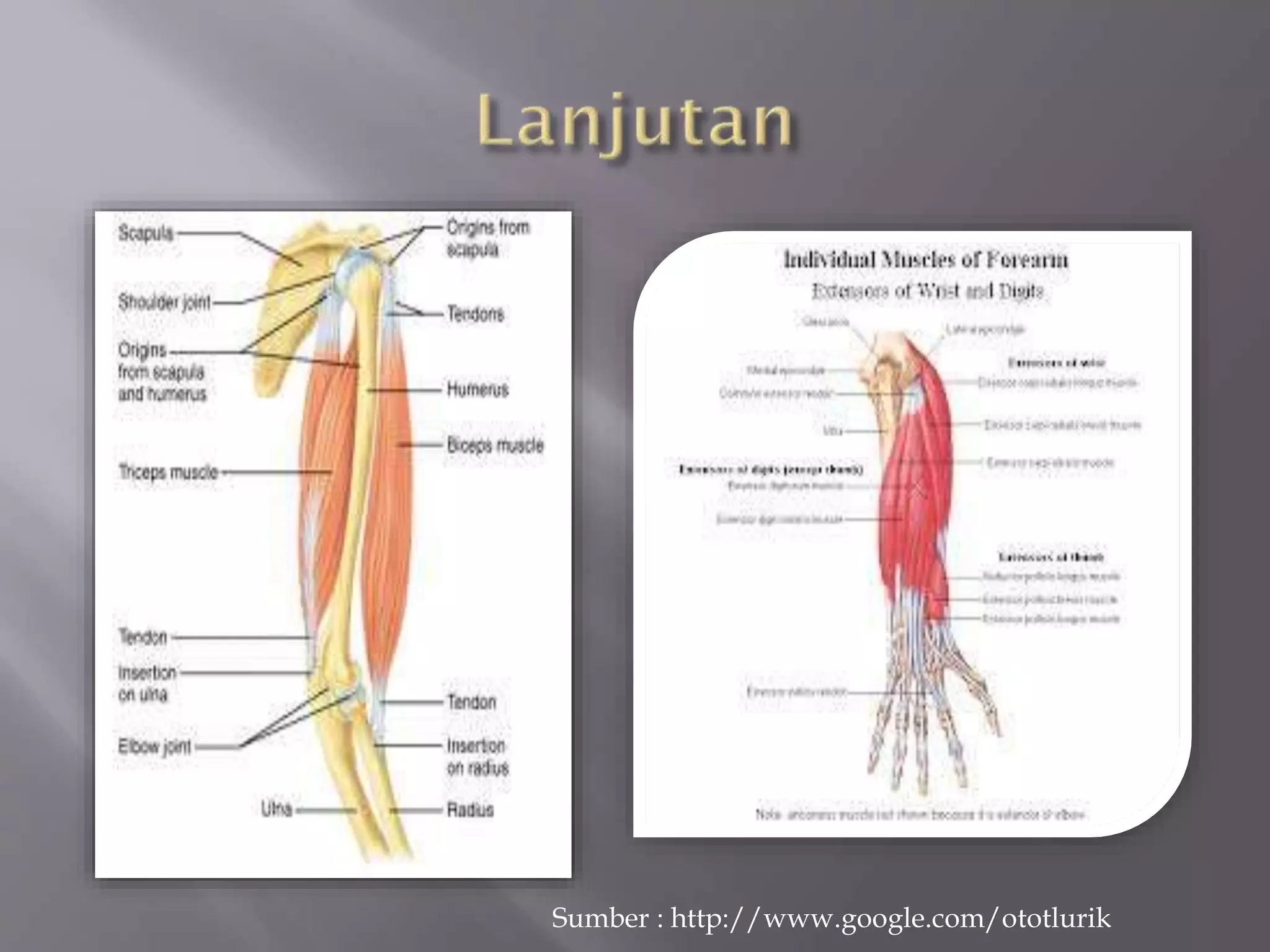 Otot rangka & kerja | PPT