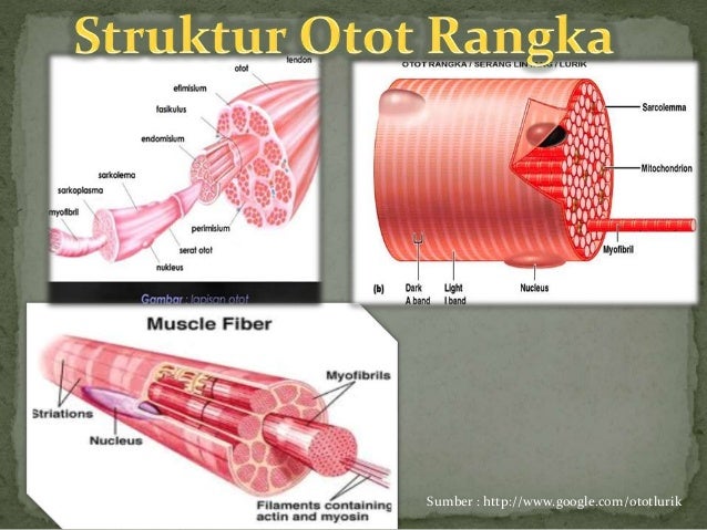 Otot rangka & kerja