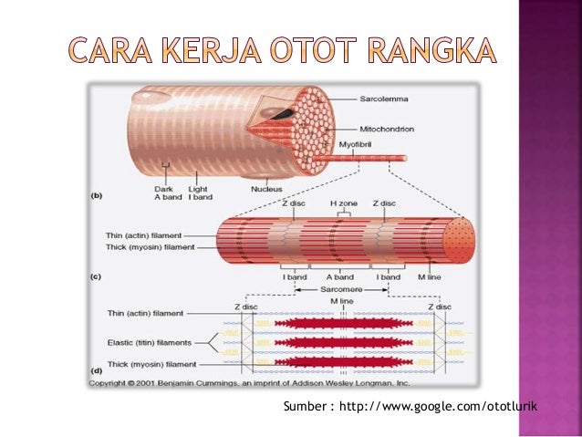 Otot rangka & kerja