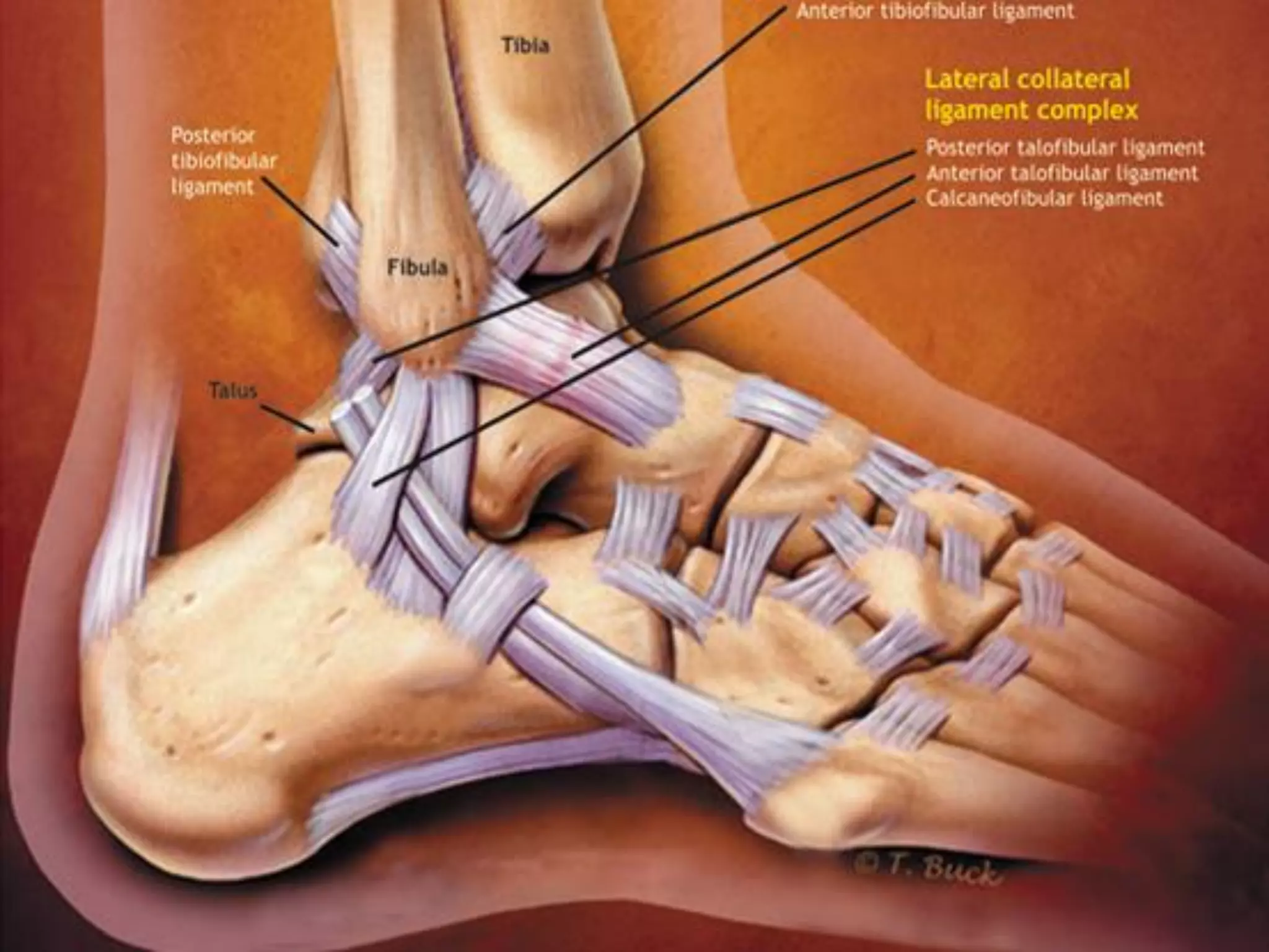 otot Tendon dan Ligamen.pdf