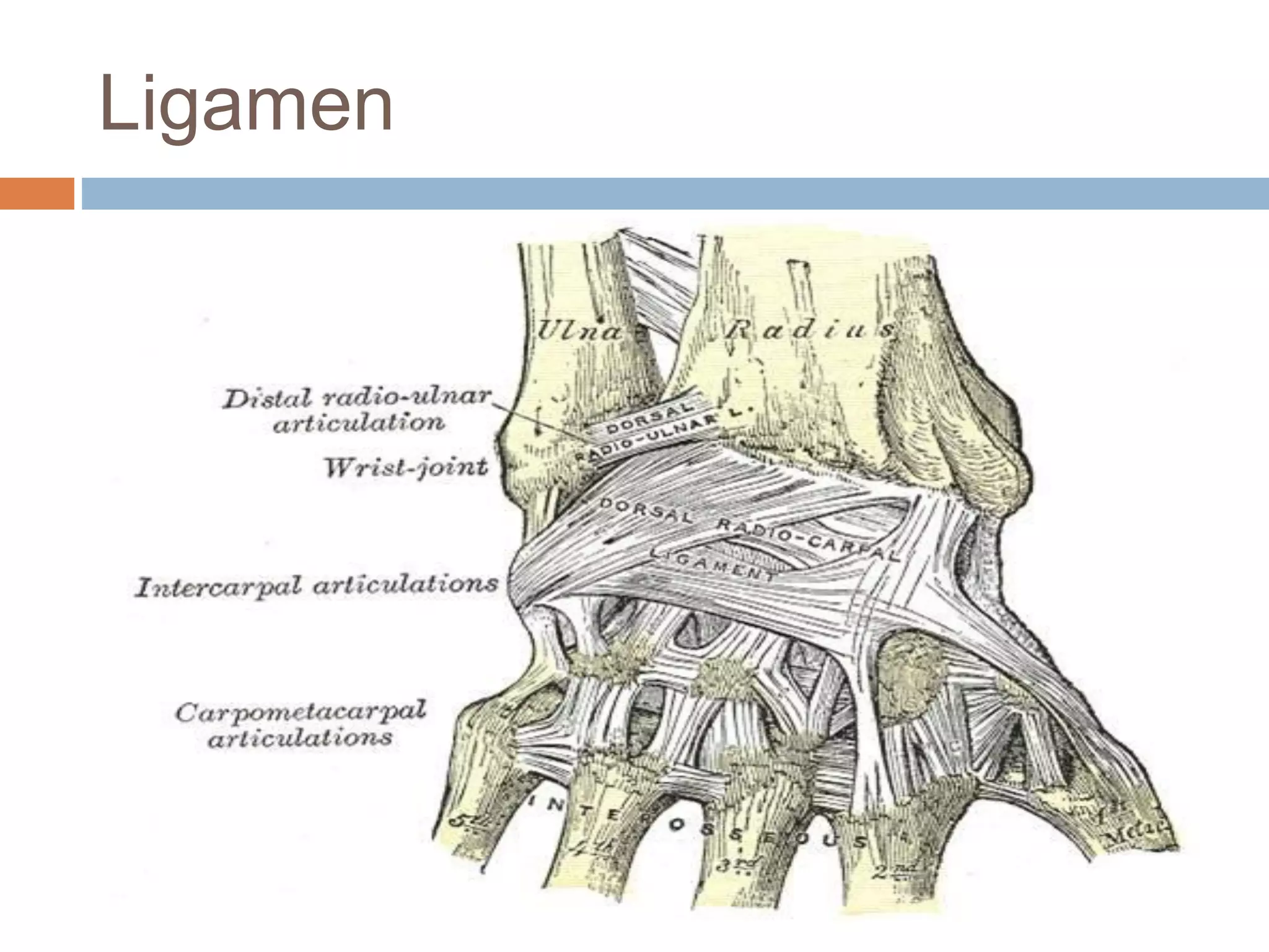 otot Tendon dan Ligamen.pdf