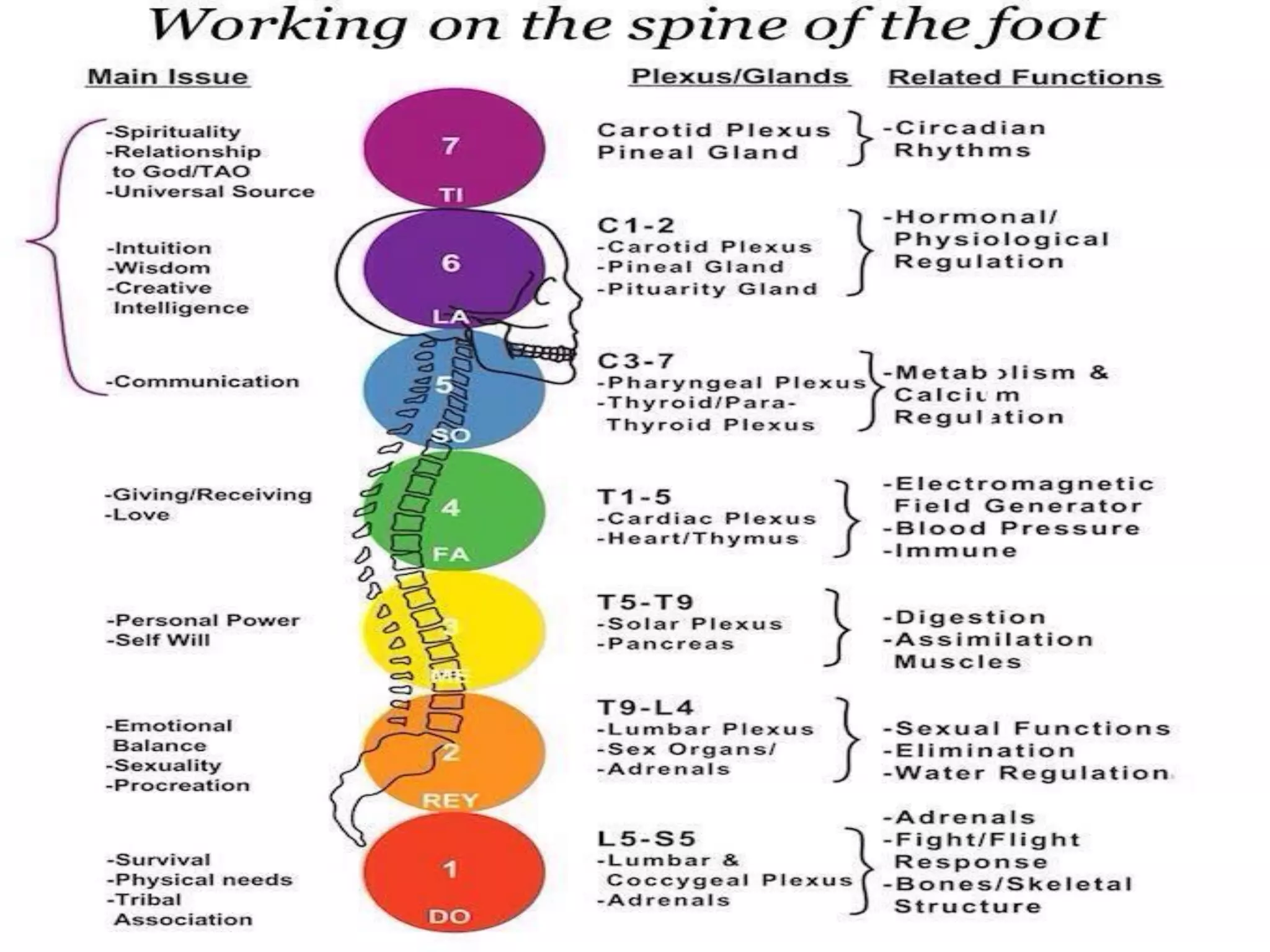otot Tendon dan Ligamen.pdf