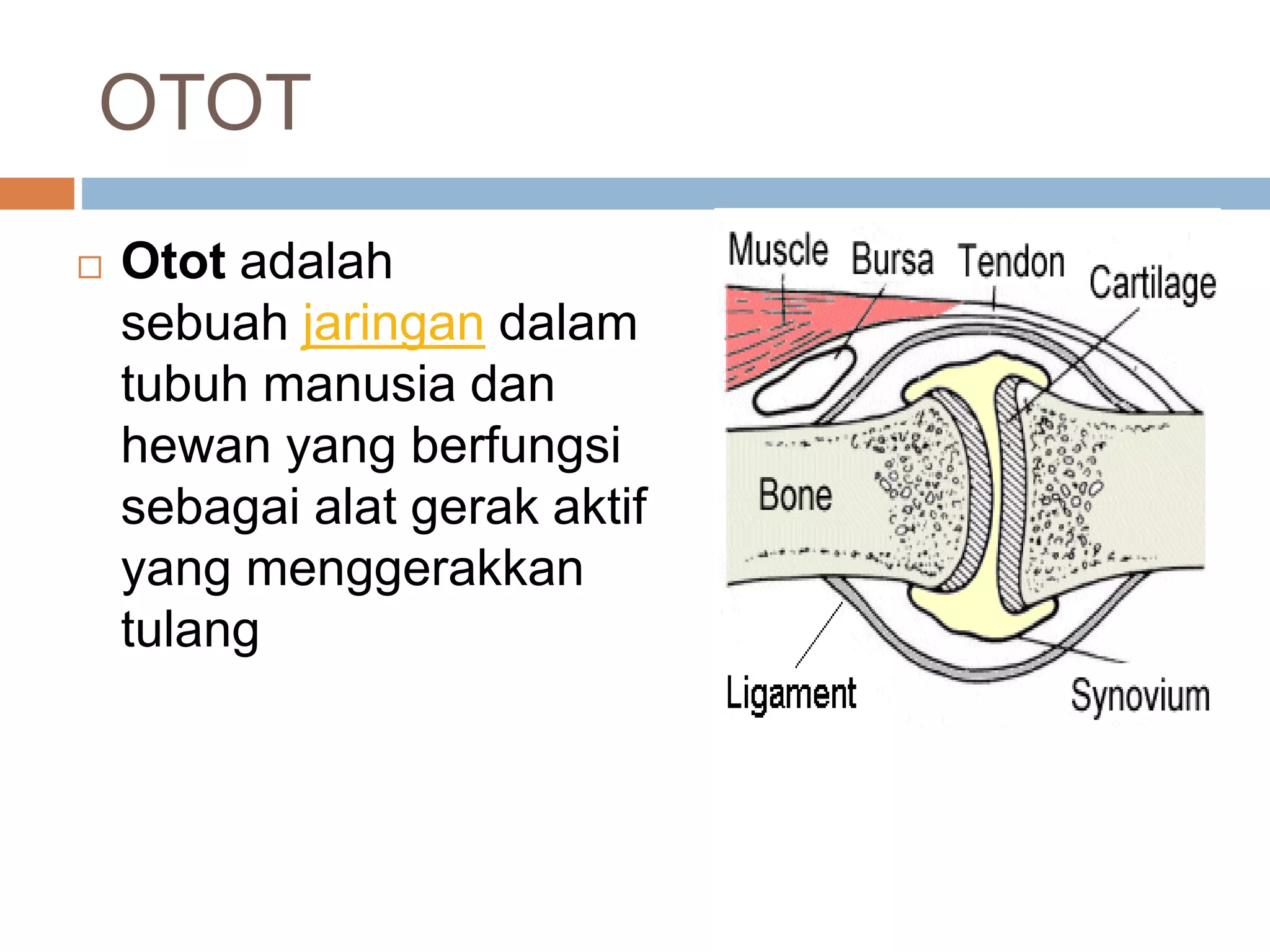 otot Tendon dan Ligamen.pdf