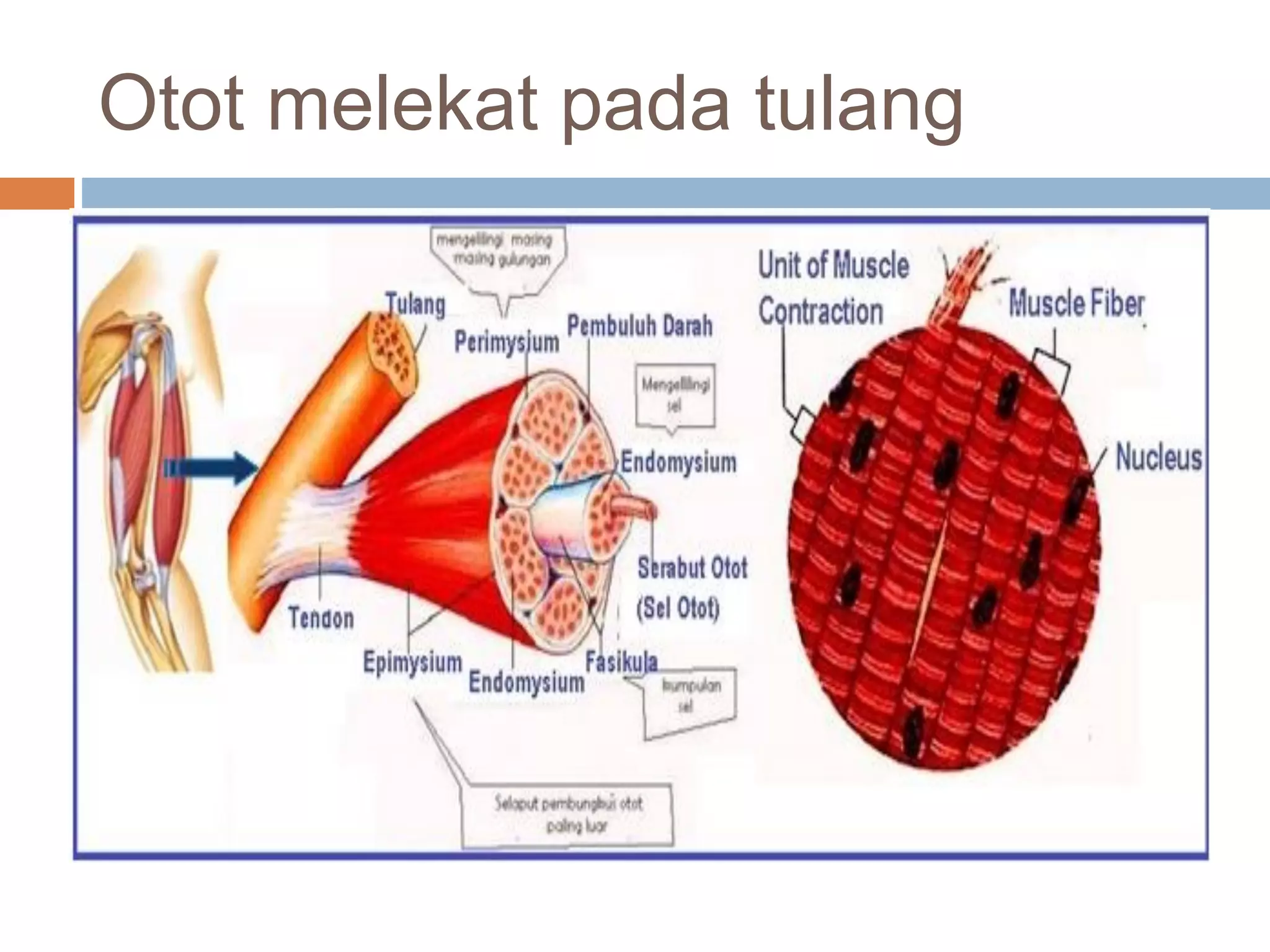 otot Tendon dan Ligamen.pdf