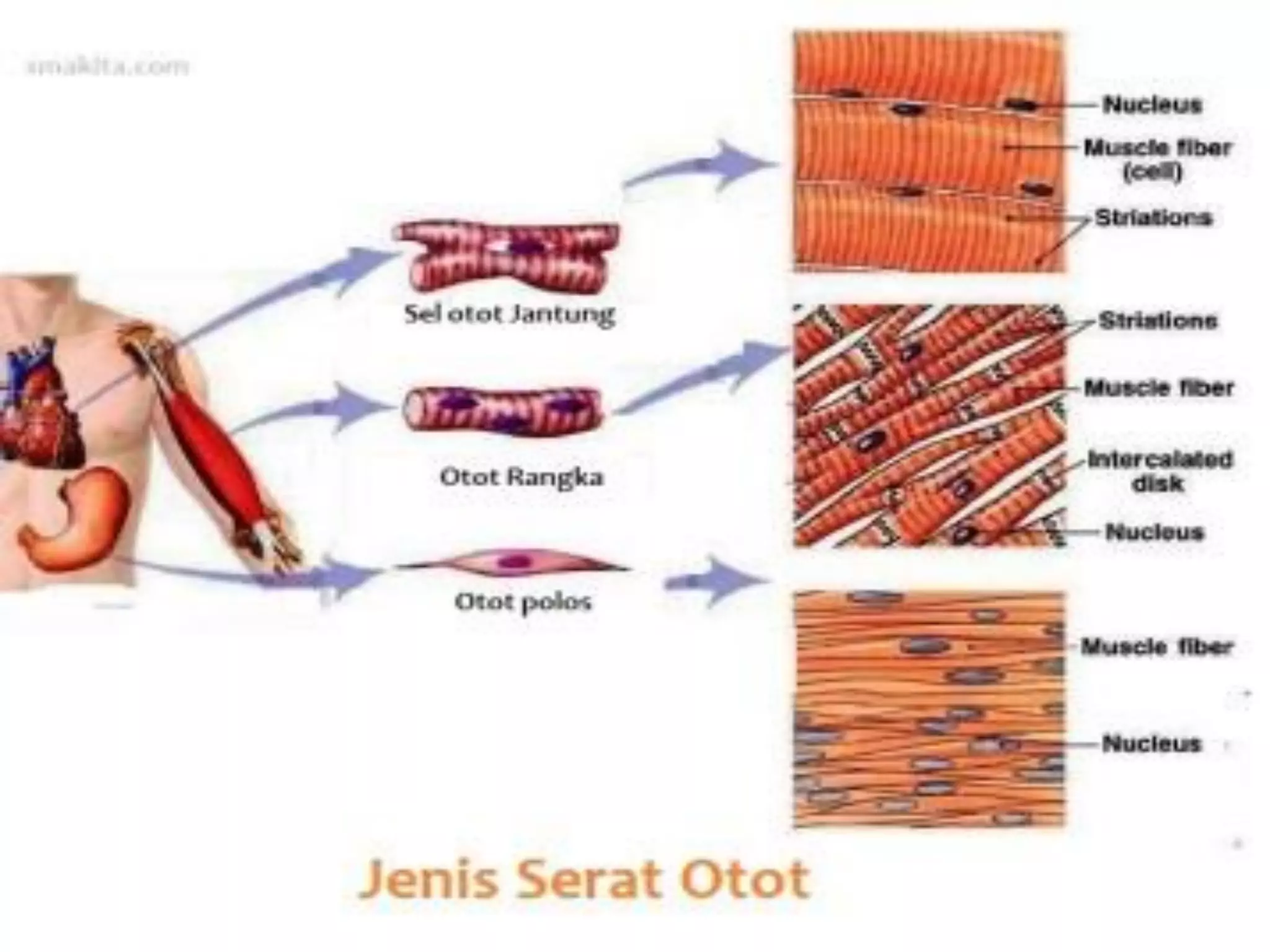 otot Tendon dan Ligamen.pdf