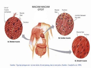 otot Tendon dan Ligamen.pdf