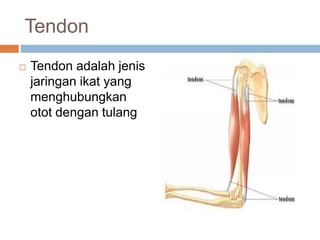 otot Tendon dan Ligamen.pdf