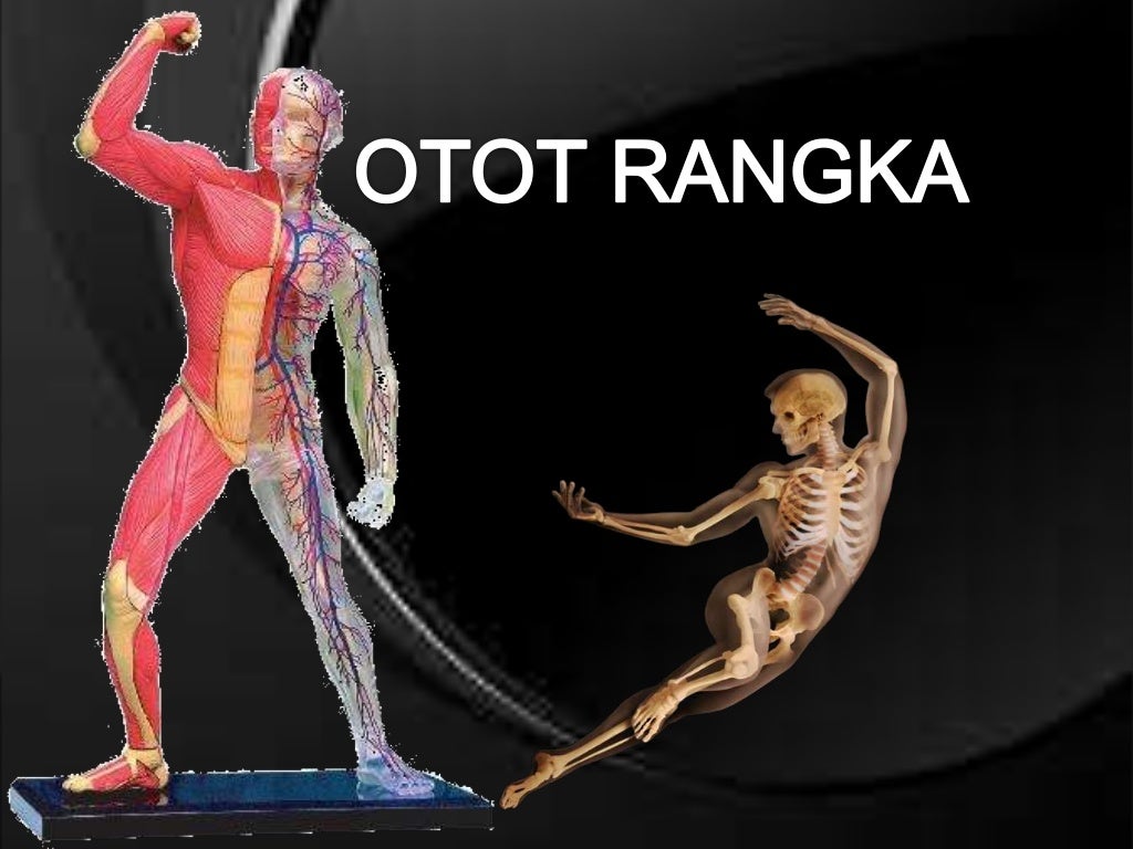 Otot rangka