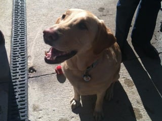 The Northern Virginia Labrador Retriever Meetup @ Olde Towne Pet Resort ...