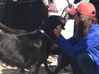The Northern Virginia Labrador Retriever Meetup @ Olde Towne Pet Resort ...