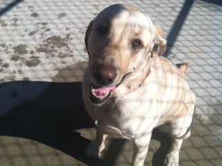 The Northern Virginia Labrador Retriever Meetup @ Olde Towne Pet Resort ...