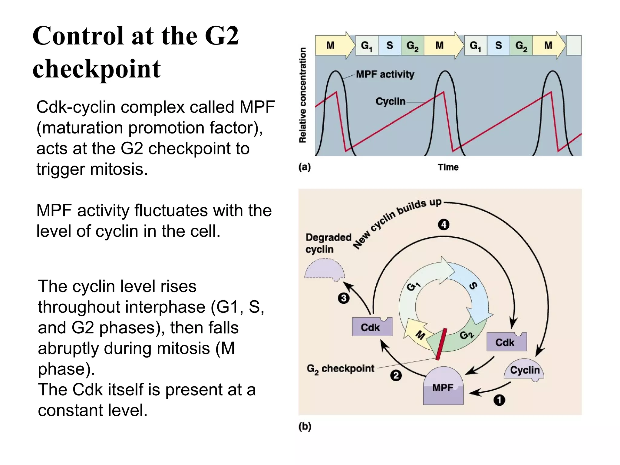 Biochemistry _ Cell Growth | PPT