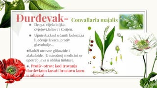 Otrovne ljekovite biljke | PPTX