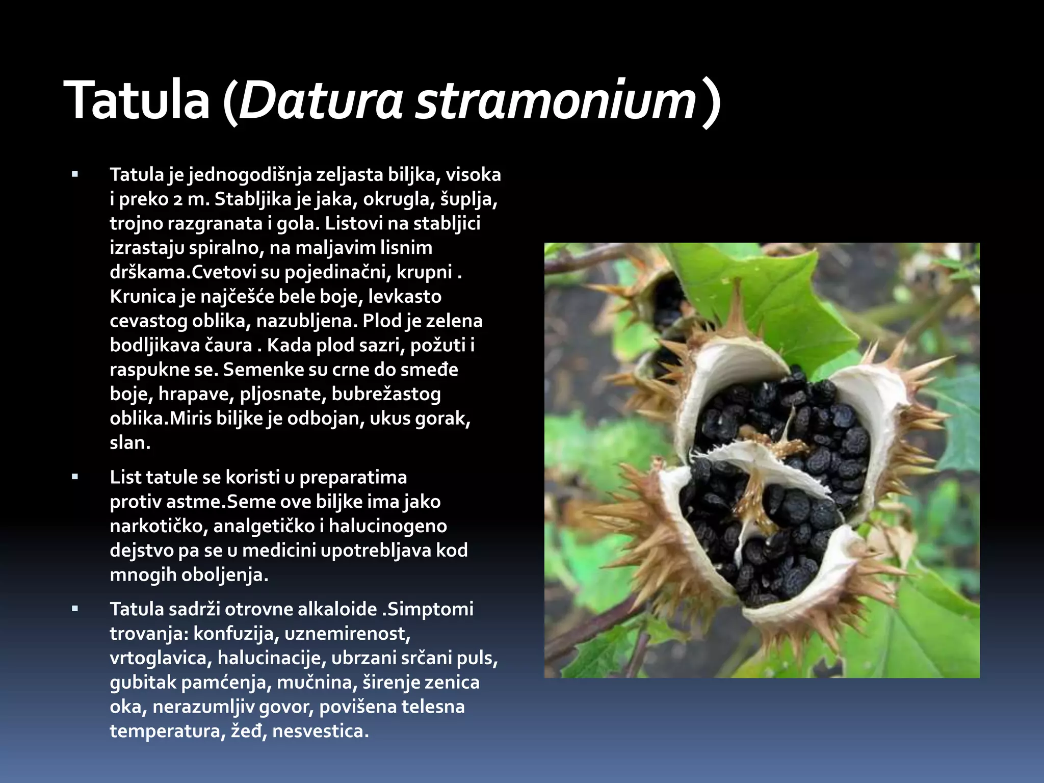 Otrovne (smrtonosne) biljke | PPTX