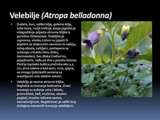 Otrovne (smrtonosne) biljke | PPTX