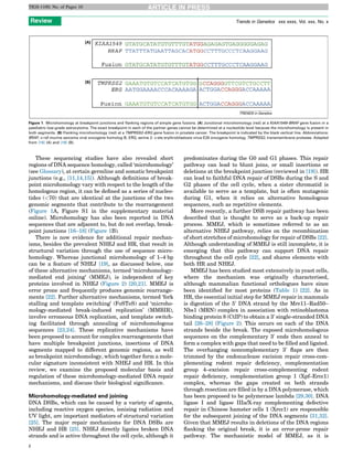 Microhomology in Genomic Stuctural Variation - Diego Ottaviani, Magdalena Lecain, Denise Sheer ...