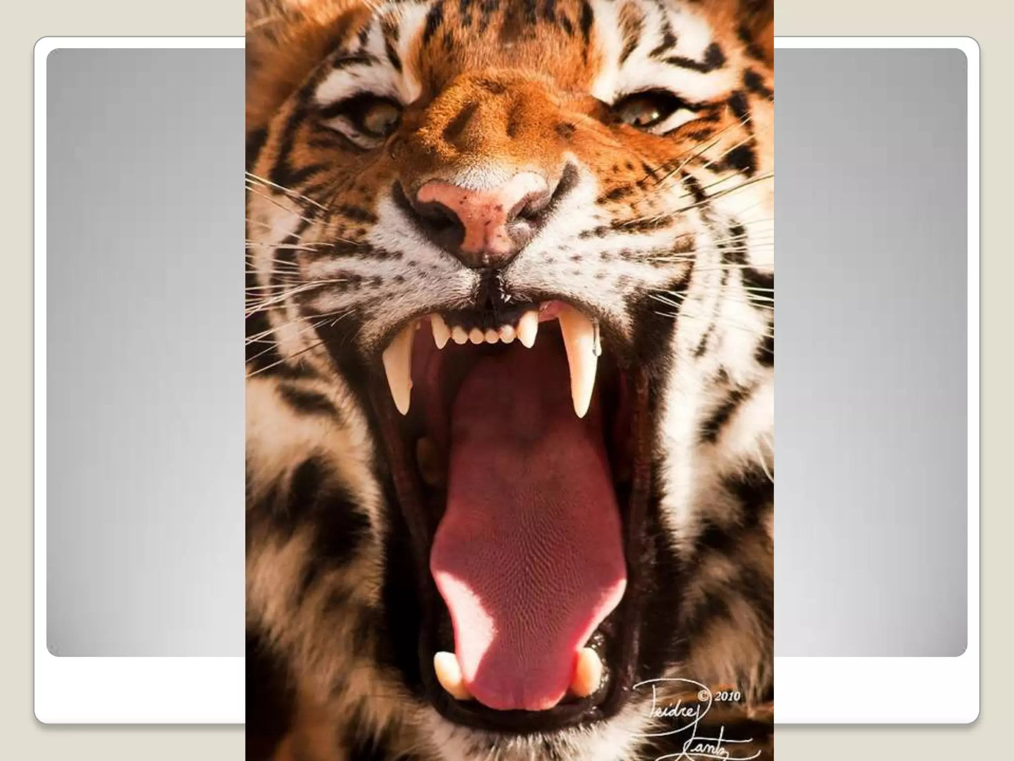 Ottavio cautilli tigres | PPTX