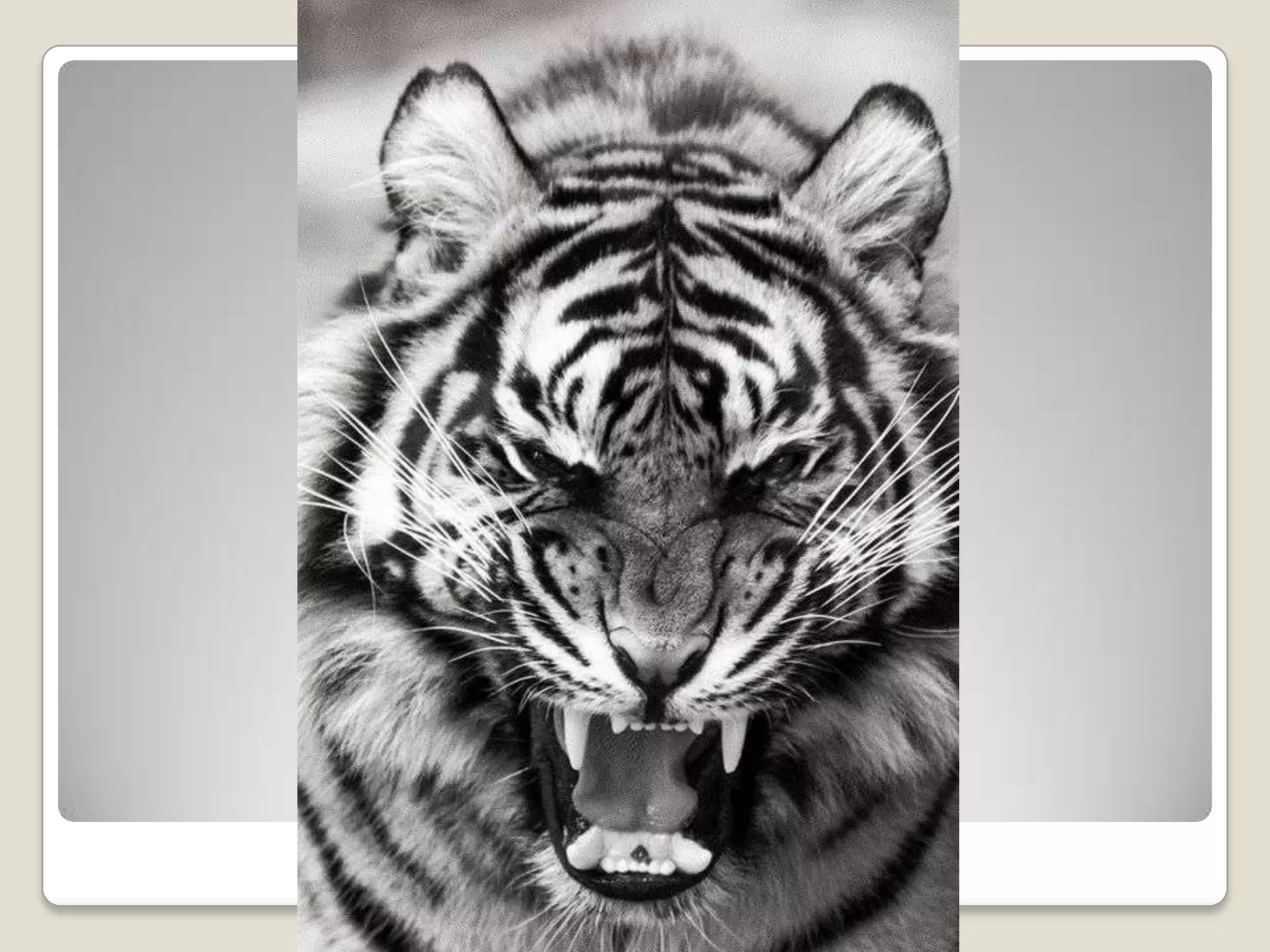 Ottavio cautilli tigres | PPTX