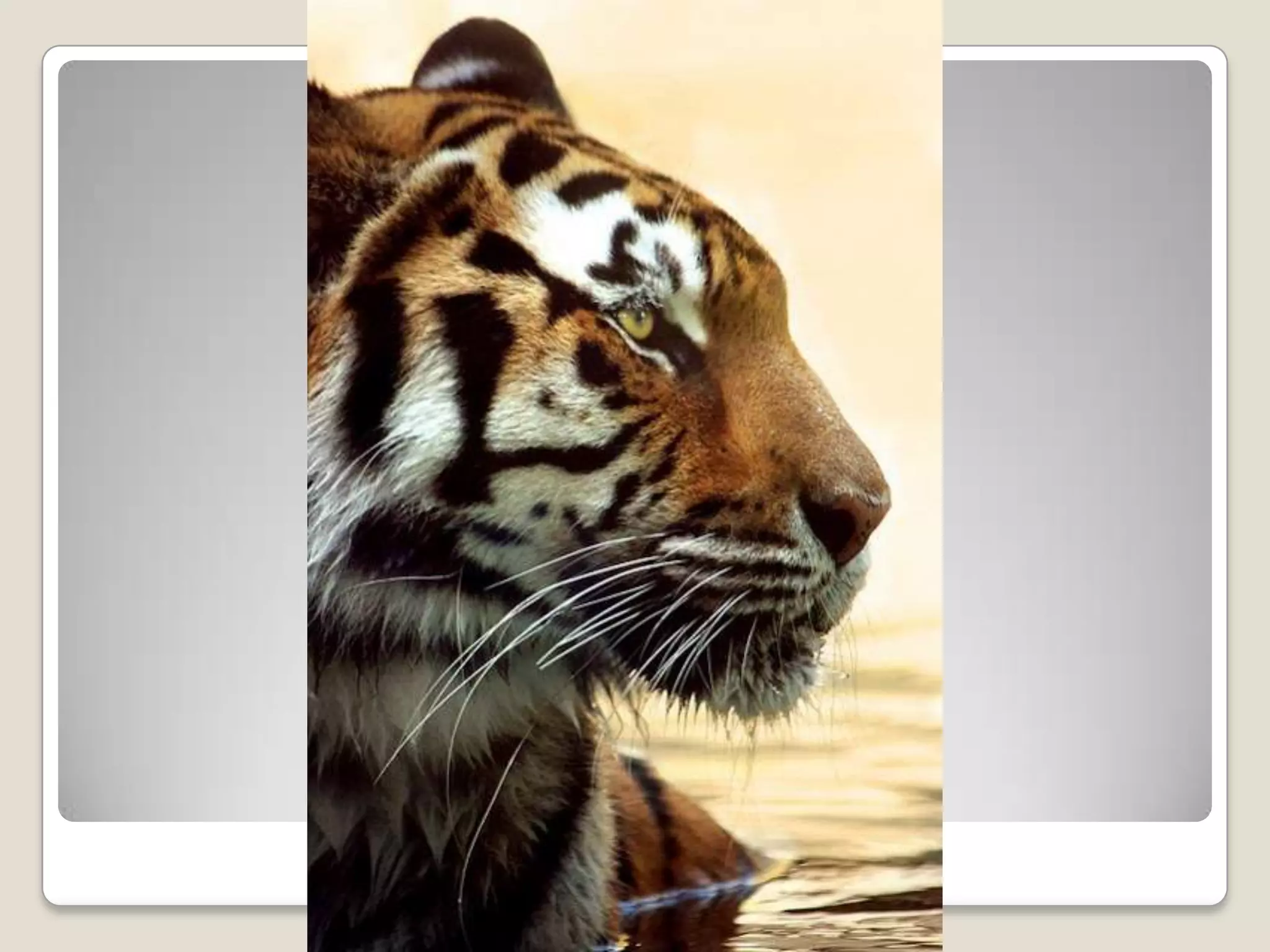 Ottavio cautilli tigres | PPTX