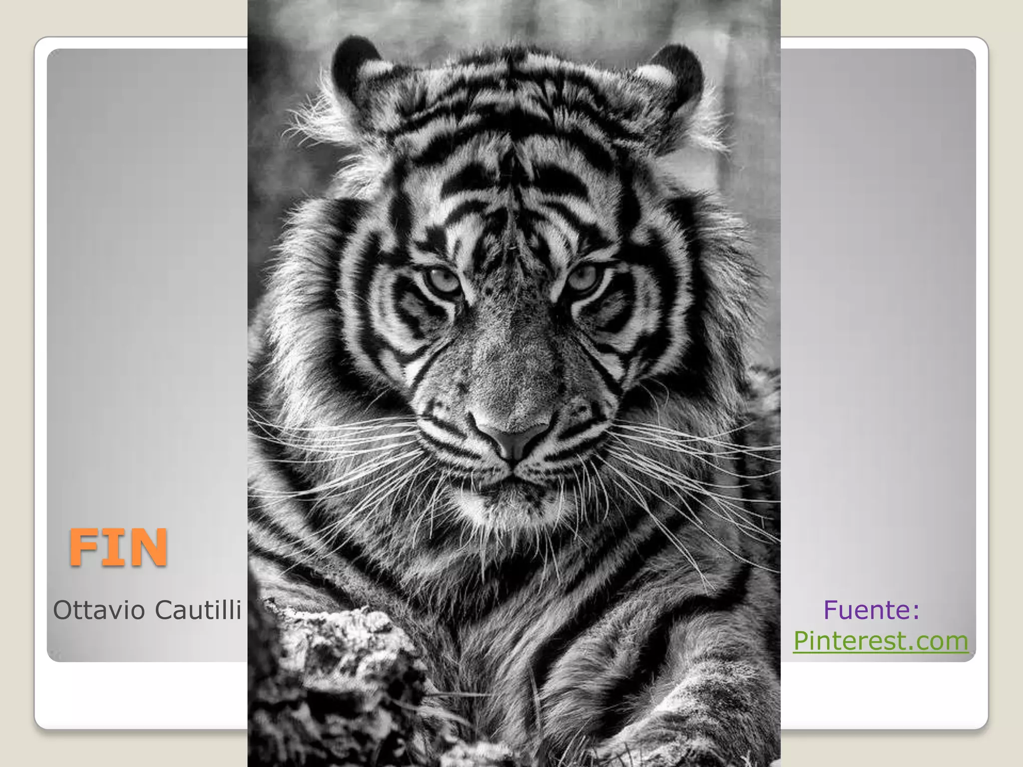 Ottavio cautilli tigres | PPTX